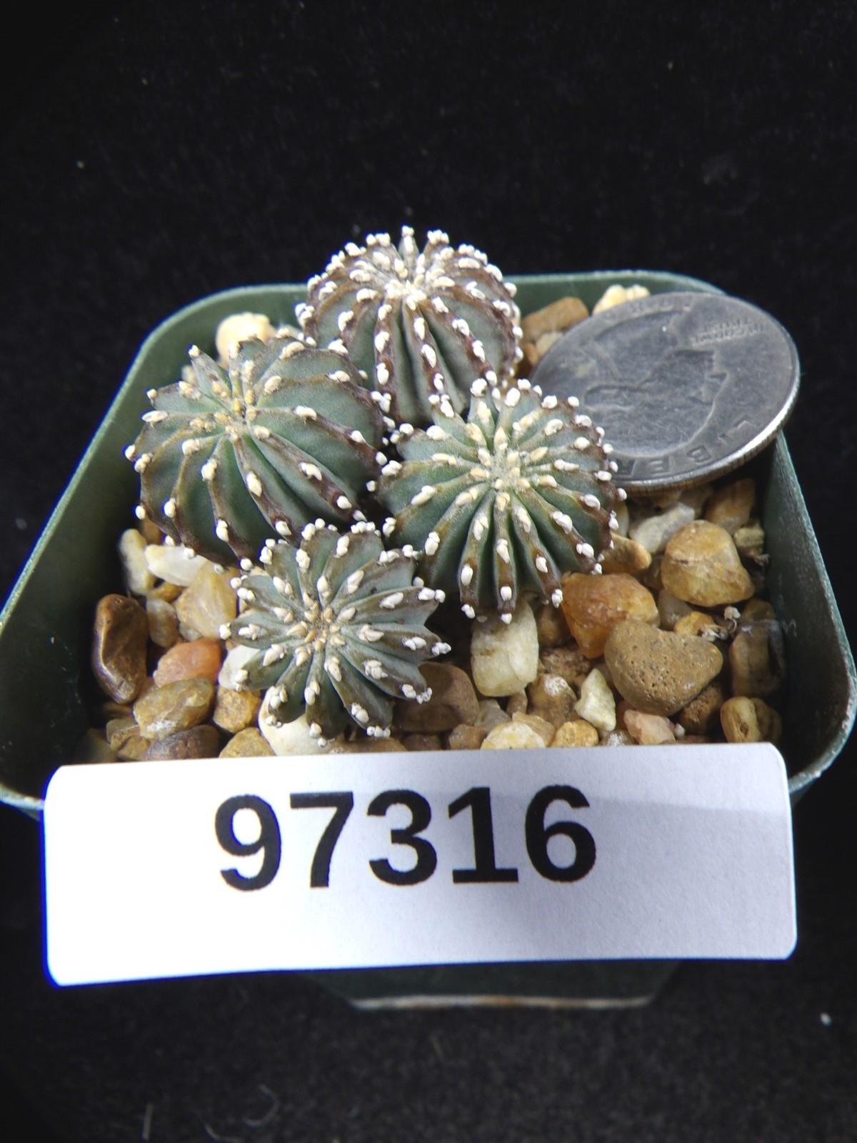 Geohintonia Mexicana 4 Rare Seedlings Live Cactus Cacti Succulent Plant ...
