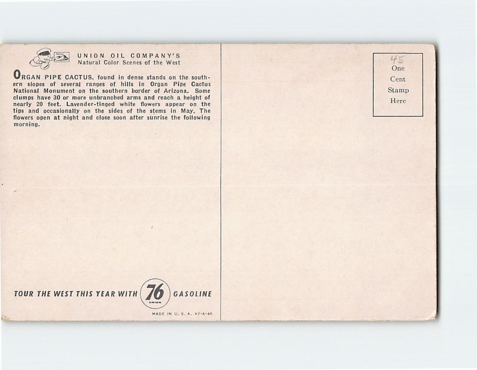 Postcard Organ Pipe Cactus Organ Pipe Cactus National Monument Arizona ...