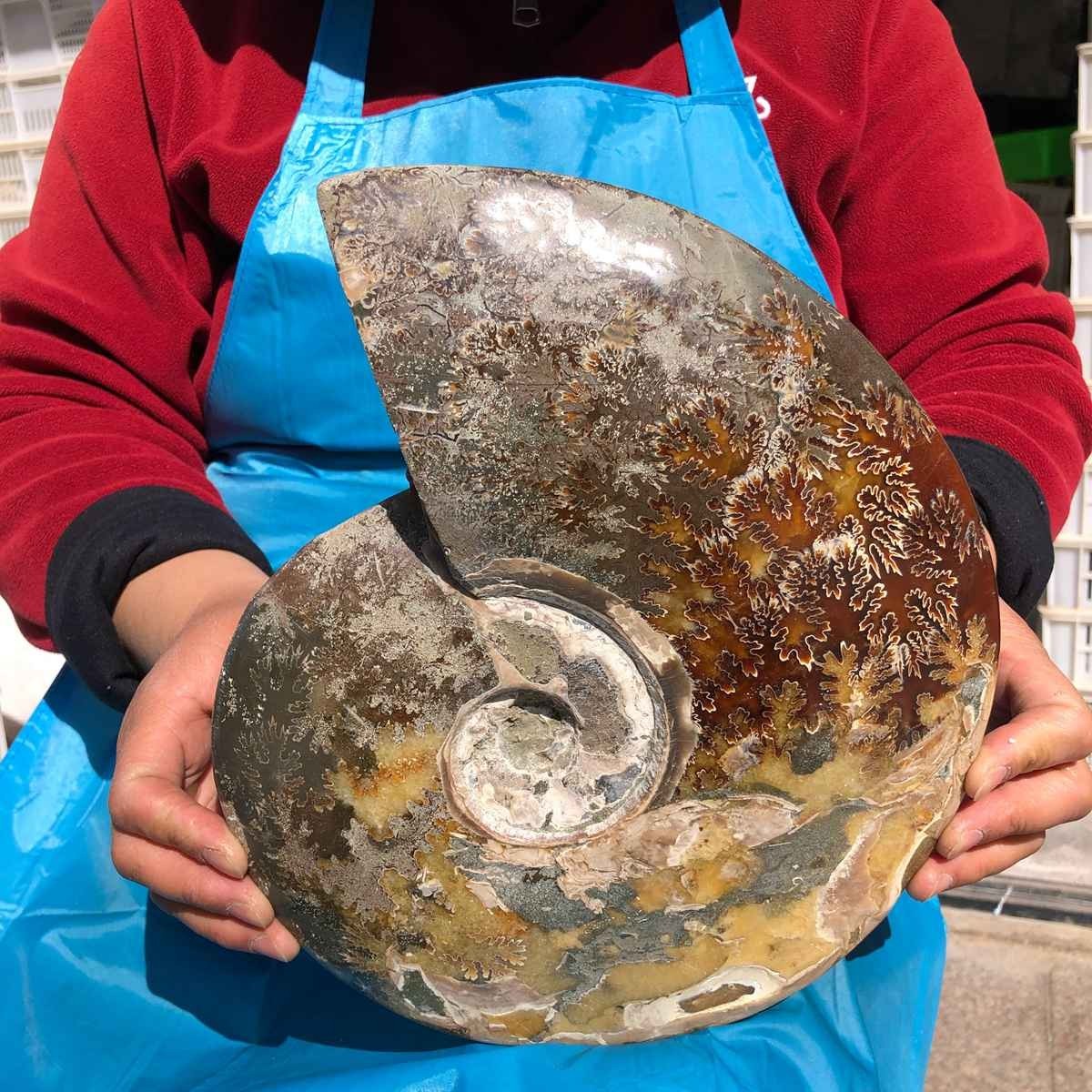 7.92LB Natural Tentacle Ammonite FossilSpecimen Shell Healing ...