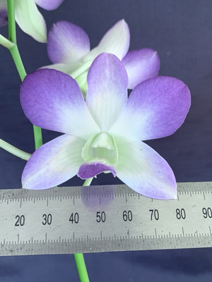 Dendrobium Aridang 'Light Blue' | eBay