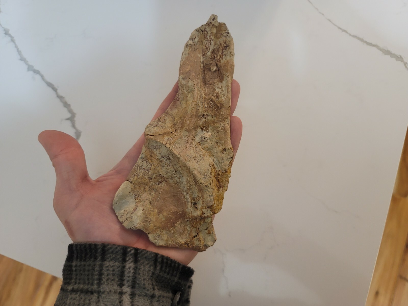 Huge Very Rare Coelacanth Fossil Fish Head Bone Skull Cretaceous ...