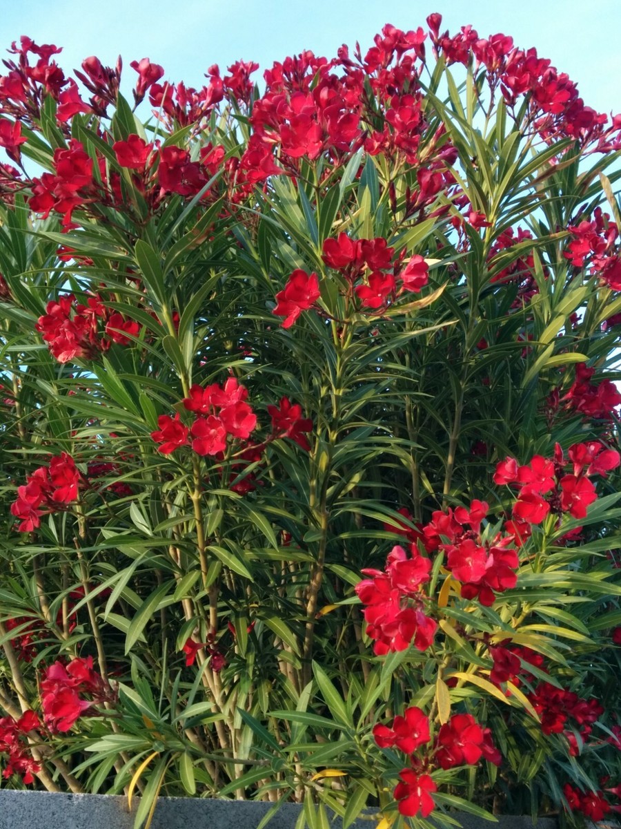 Red Oleander Flower
