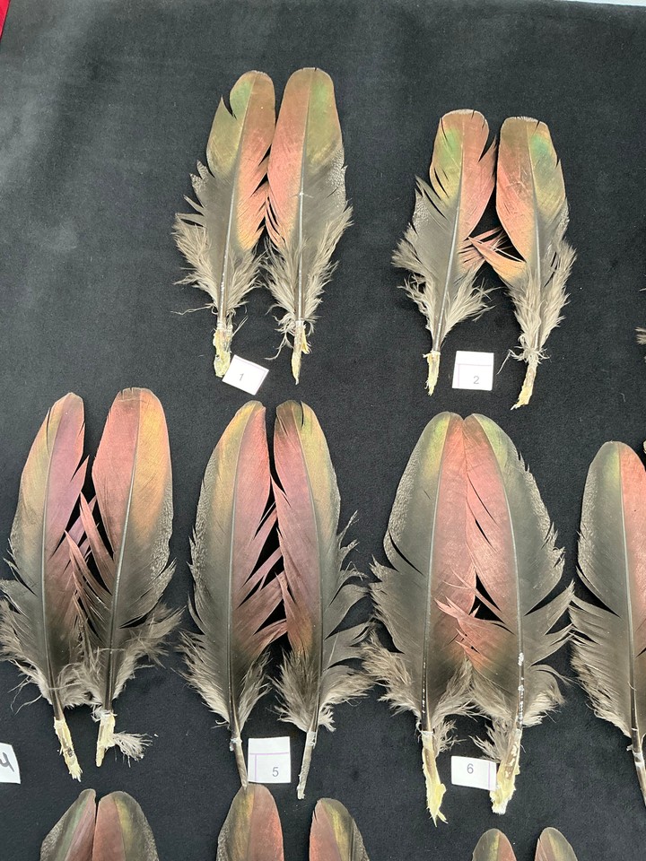 Ocellated Turkey wing covert feathers | eBay