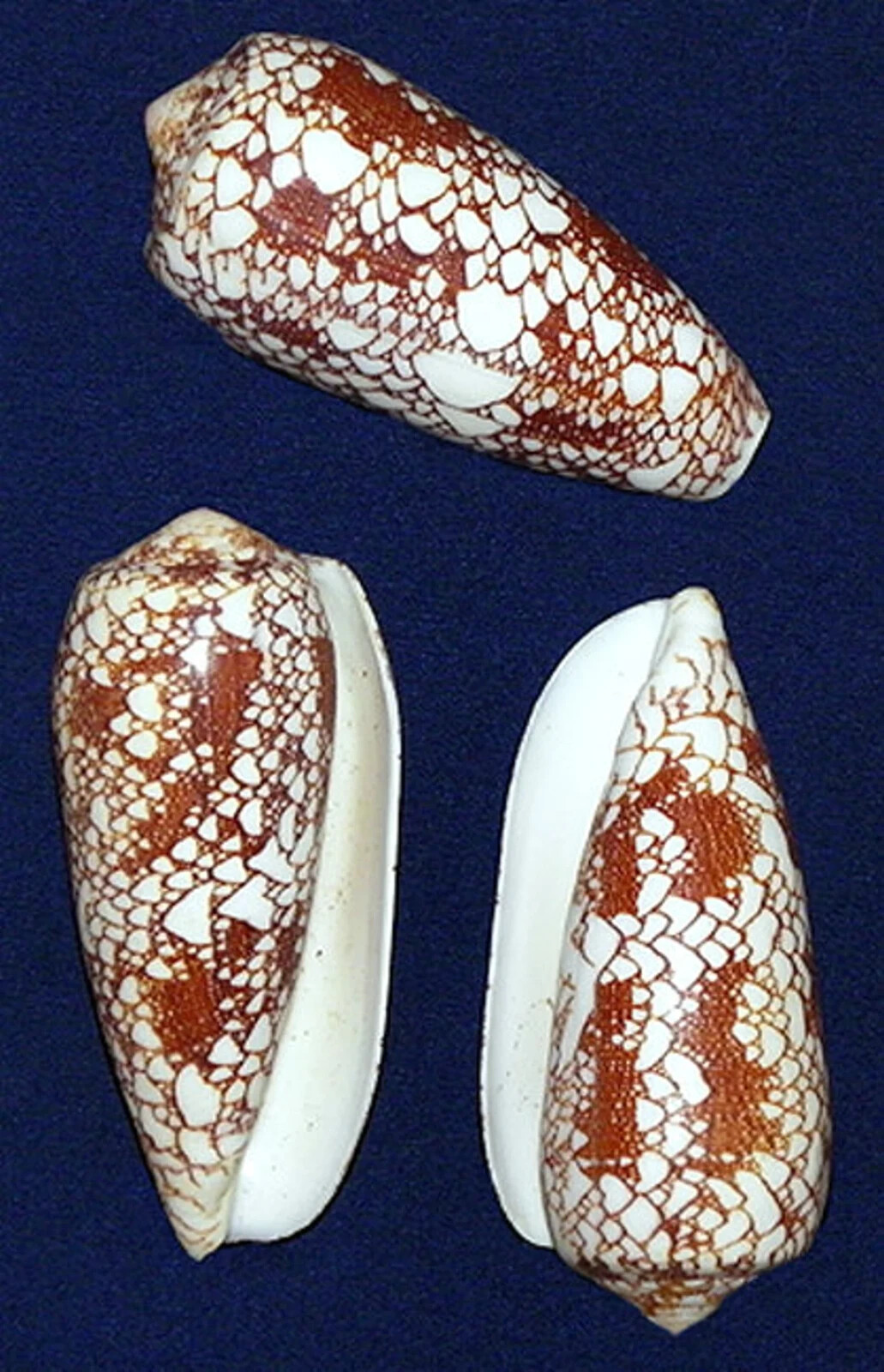 Conus Omara Cone Seashell ~ 2"-2-1/2" ~ (1 Shell) | eBay