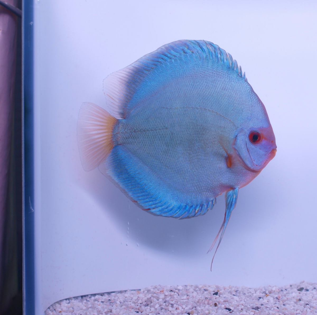 Blue Diamond Discus Fish Shop Blue Diamond Discus With Live Arrival