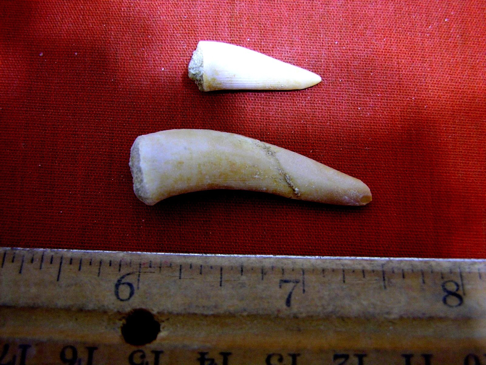 Saber tooth Herring fossil teeth Enchodus Cretaceous (2 tooth lot) N50 ...
