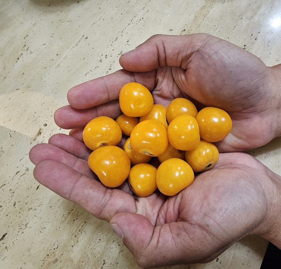 250+ Giant Poha Berry Seeds | Physalis Peruviana Golden Ground Cherry ...