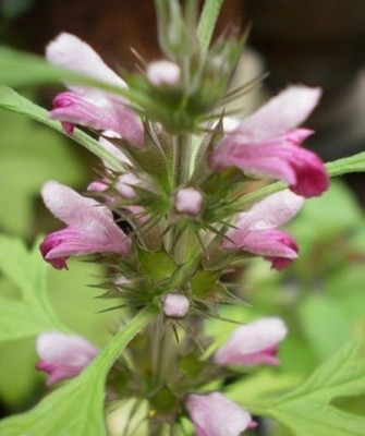 Léonotis 'Phlomis Rose' - Leonurus glaucescens ♫ Graines ♫ Ornement ...