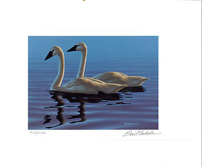 NEVADA #3 1981 STATE DUCK STAMP PRINT WHISTLING SWANS by Phil Scholer ...
