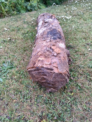 Apple Wood Large Log, Apple Timber for Wood carving / turning projects ...