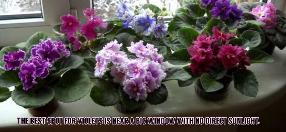 African Violet DS-Magic bud, starter plant. | eBay