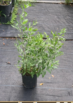 LIVE PLANT 2ft Lawsonia inermis Hina Henna tree Mignonette tree ...