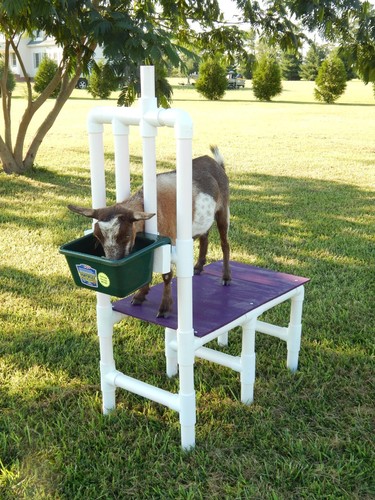 Goat Milking Stand Nigerian Dwarf Pygmy Hoof Trim Stanchion Weighs Only ...