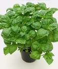 Basil Plenty 500 seeds | eBay