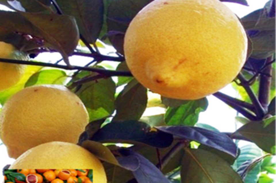 20 EXOTIC RARE LEMON/LIME SEEDS for garden flower plant bush USA SELLER ...