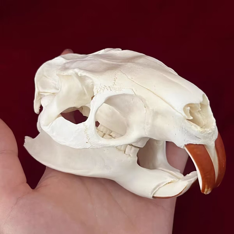 Real Beaver Head Skull Specimen Skeleton Animal Decor Collection | eBay