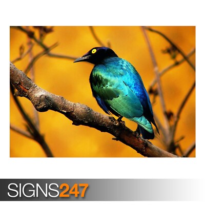 BLUE BIRD poster featuring a variety of sizes: A0 A1 A2 A3 A4 - art ...