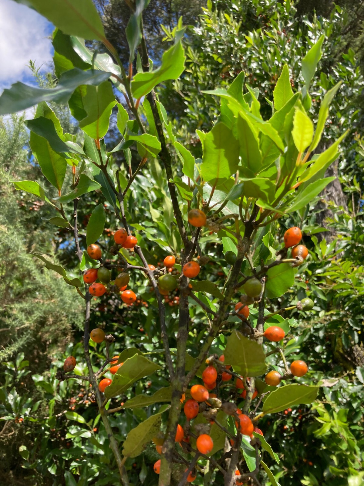 Pigeonwood Seeds - 10 seeds - Hedycarya arborea | eBay