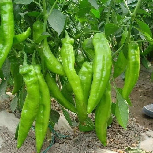 Hot Pepper -Long Chili | eBay