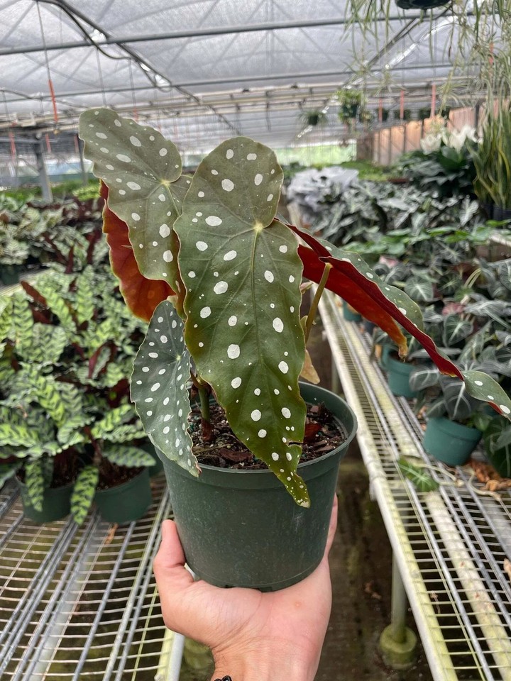 Begonia 'Maculata'-6" Pot | eBay