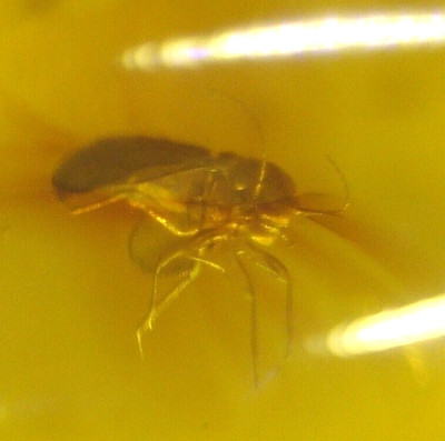 Strange Psocid Insect with Fungus Gnat in Dominican Amber Fossil ...