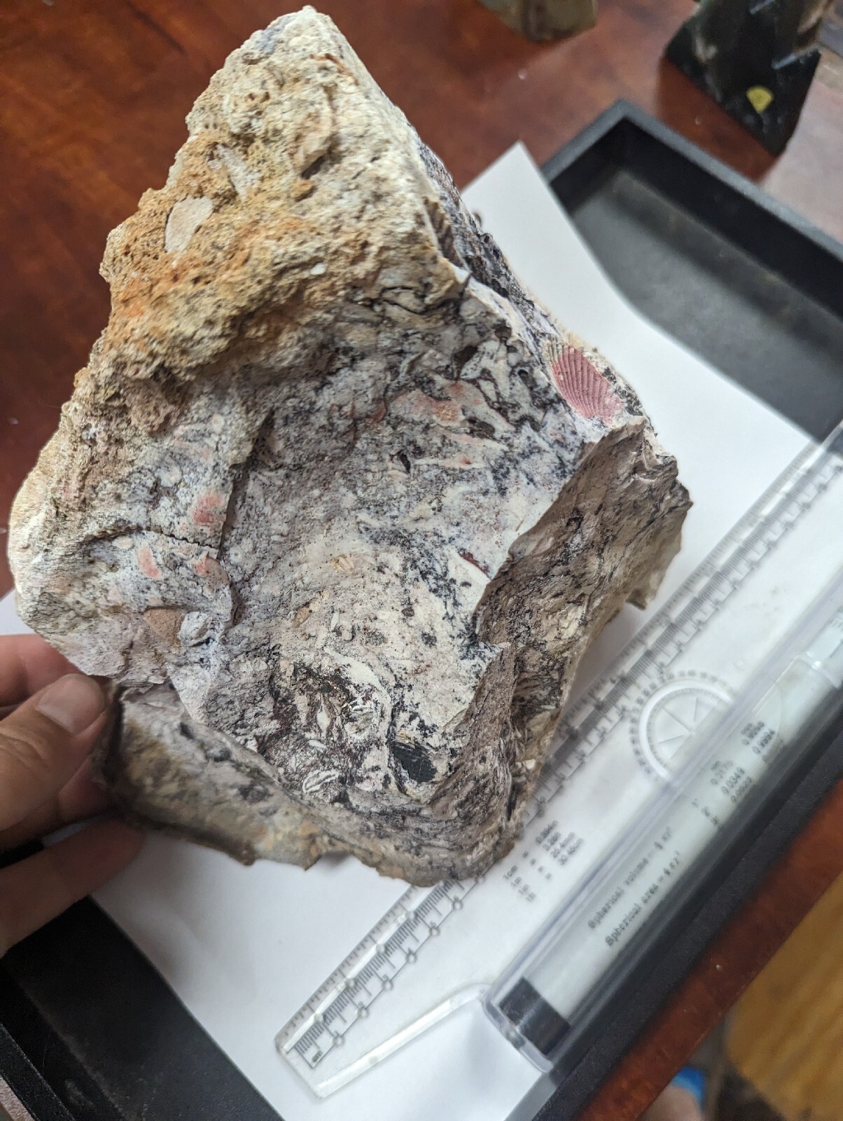 Huge 8.7lb Large Natural Chert Coral w Coquina Shell Fossil Dothan ...
