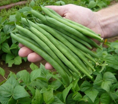 DWARF BEAN SIMBA SEEDS Green Vegetable Seeds Bean Seeds Non GMO ...