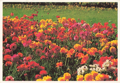 Pretty Field of Flowers Vintage Continental Postcard Posted 1985 | eBay