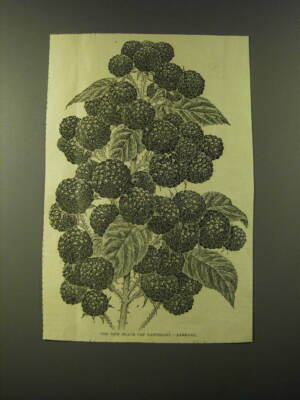 1887 Illustration of Black Cap Raspberry | eBay