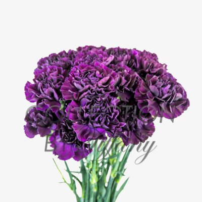 Fresh Flowers Carnation for Garland, Floral Arrangement, Birthday ...