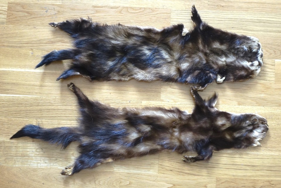 Lot of 2 European Pelt Skin Fur Polecat and BEECH Marten Taxidermy | eBay