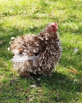 Poultry - Cochin Eggs