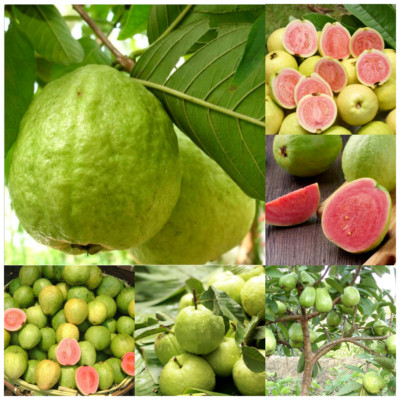30 Lemon Apple Guava Tree Fruit Seeds ‘Ruby Supreme’ Plant (Psidium ...