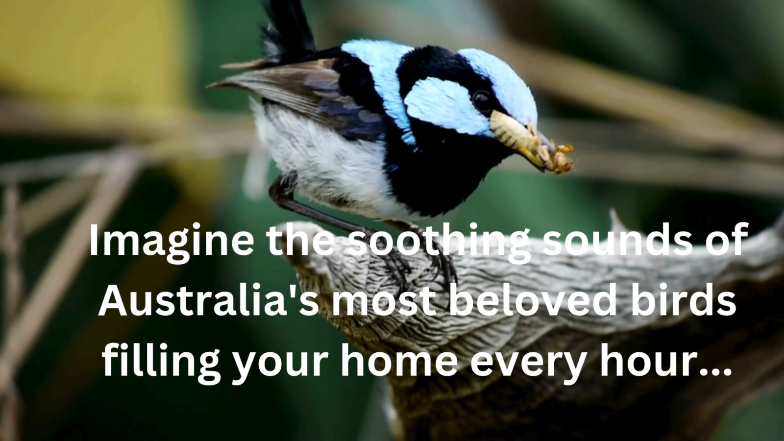Australian Singing Bird Wall Clock 12" - Plays 12 Australian Bird ...