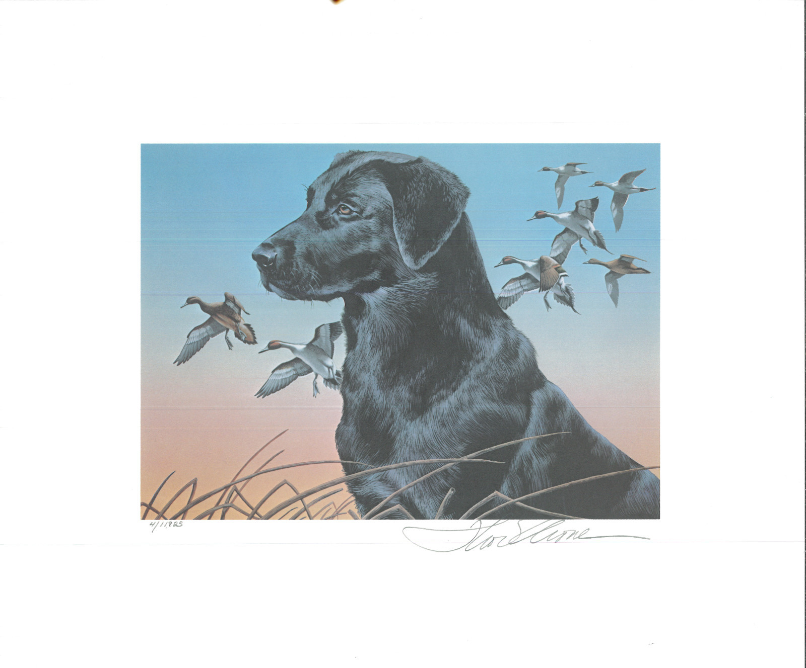 OREGON #6 1989 STATE DUCK STAMP PRINT BLACK LAB / PINTAIL by Phillip ...