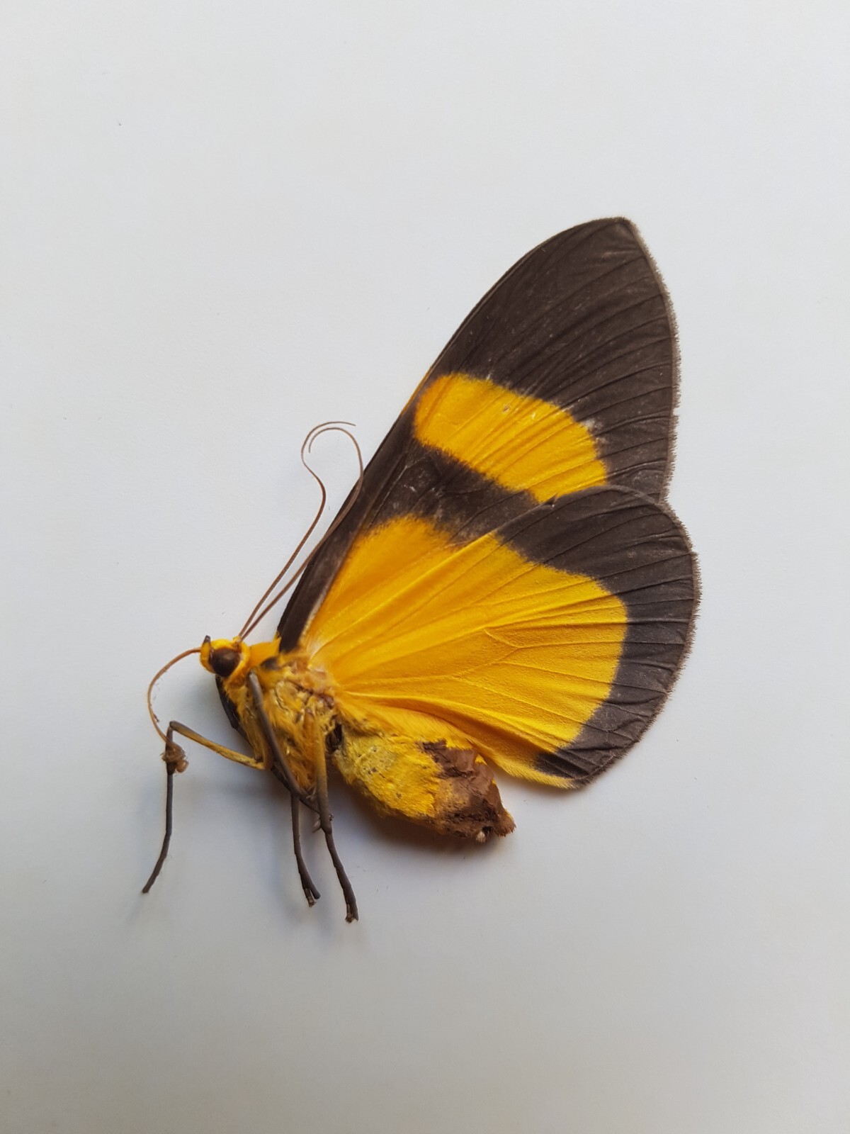 Celerena lerne ssp (Geometridae) | eBay