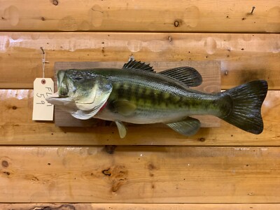 Taxidermy - Largemouth Bass Taxidermy Mount