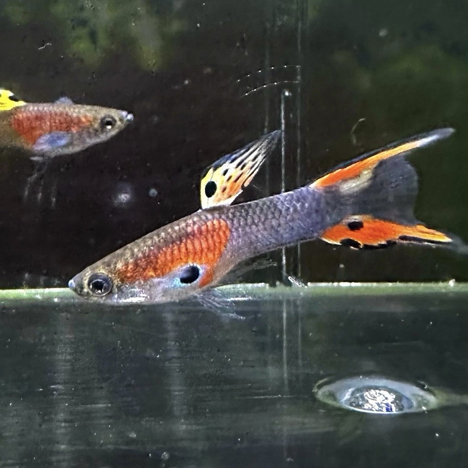 6 MALES- Fancy Guppy Aquarium Live Guarantee - Assorted Male Guppies (1 ...