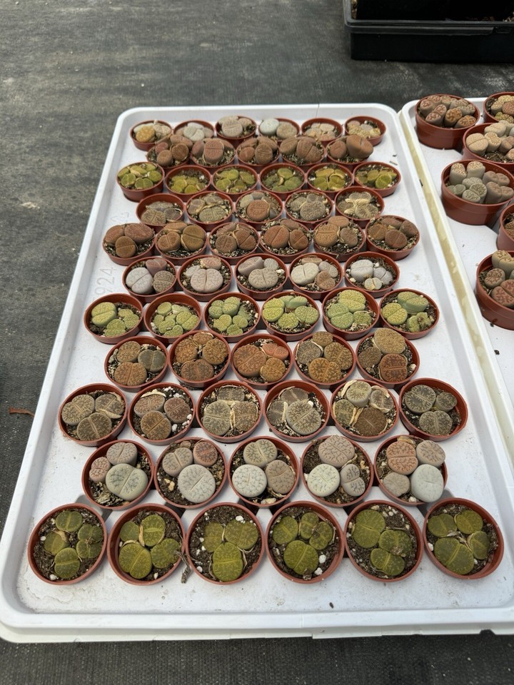 Lithops Mix Many Varieties 1.5” Full Flat 61 Pots | eBay
