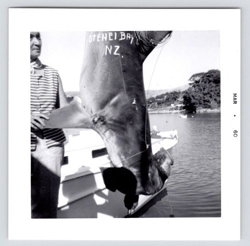 1960s~Otehei Bay New Zeland Docks~Hammerhead Shark Catch~Vintage Photos ...