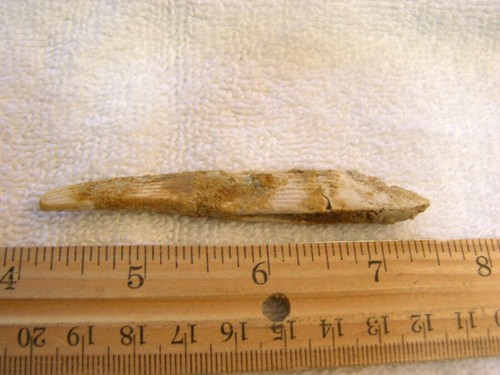 Hybodus primitive Shark fin spine fossil Cretaceous Jurassic RARE 3.25 ...