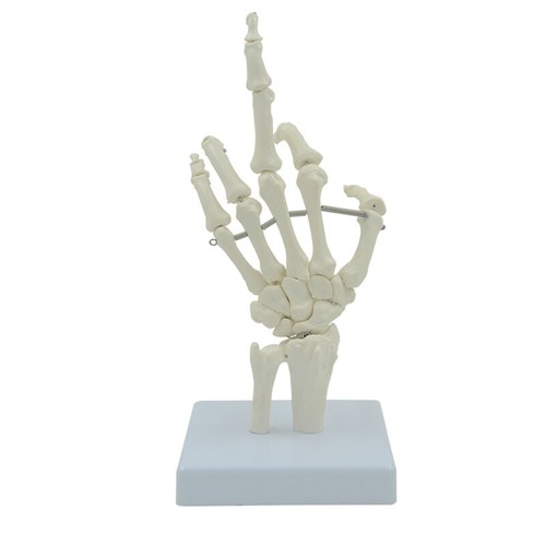 Human Hand Skeleton Model Life Size for Anatomy Study Flexible Knuckles ...