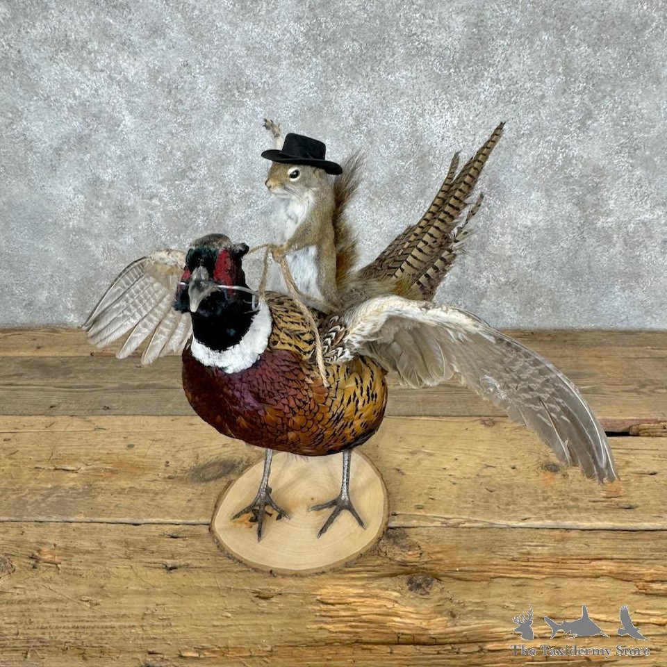#29518 P | Grey Squirrel & Ringneck Pheasant Novelty Mount For Sale | eBay