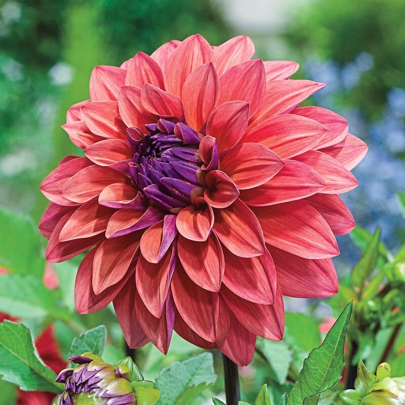 Dahlia 'American Dawn' Flower 1 Tuber clump | eBay