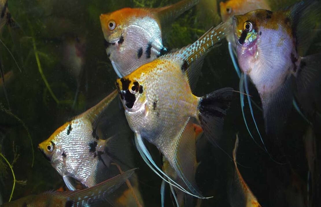 3 Panda Angel Fish Small Size Body Healthy Live Angel Fish tropical ...