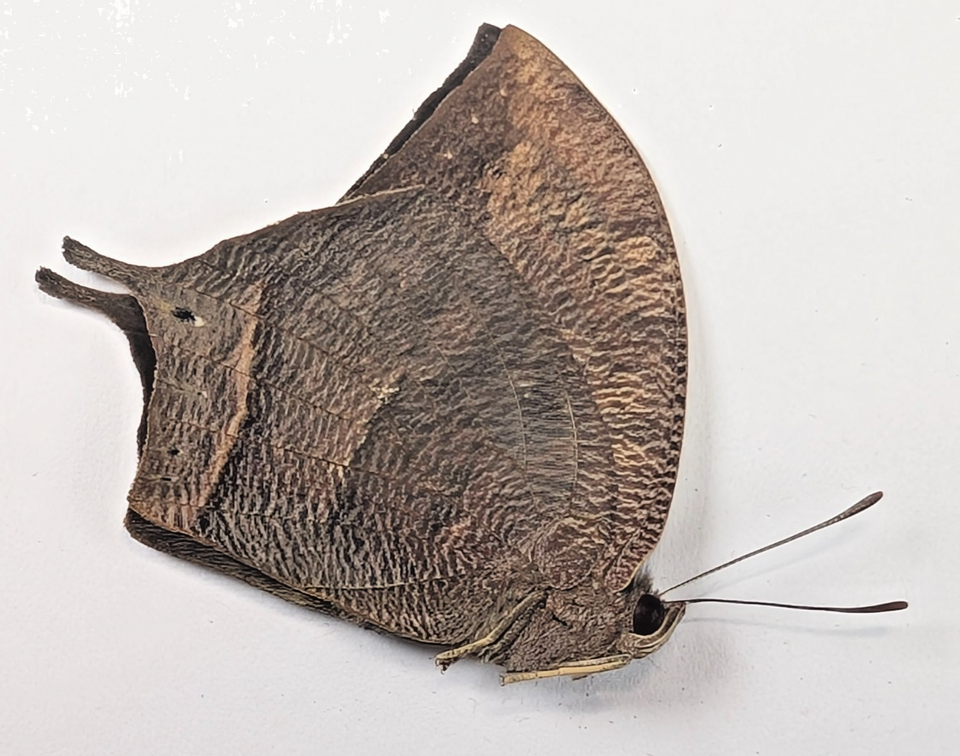 Anaea nessus | Huanuco Peru | Stock picture | A1 | eBay UK