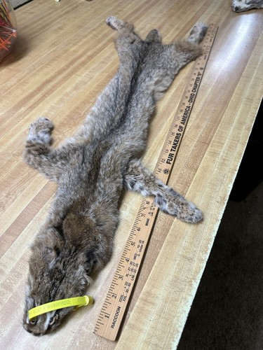 Tanned Bobcat Hide Great Spots Small Feet And Paws 35 " Tip To Tip WV ...