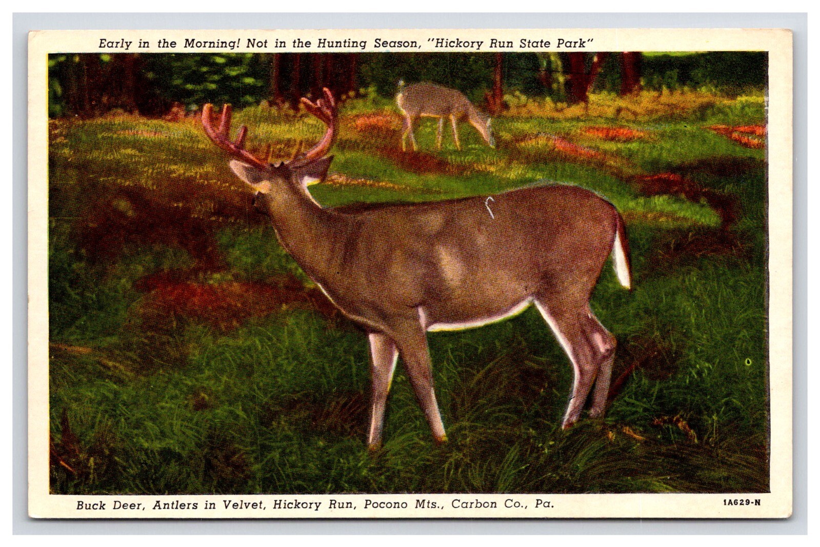 Postcard: PA Early In The Morning, Buck Deer, Poconos, Pennsylvania ...