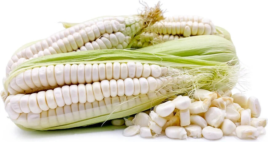 Peruvian Mammoth Mote Corn Seeds (50) / GIANT KERNALS / ORGANIC / SUPER ...