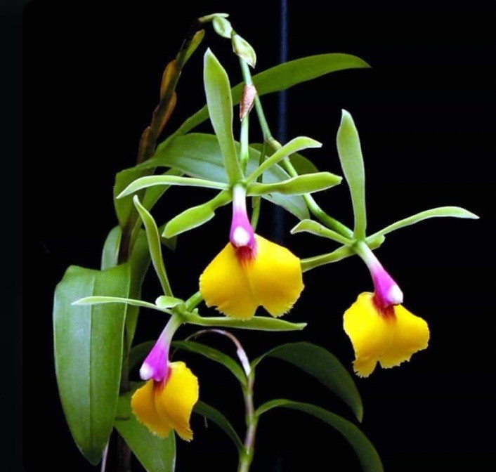 EpiCattleya René Marquez ‘Tyler’ Tall Colorful Orchid Hybrid 2” Pot | eBay